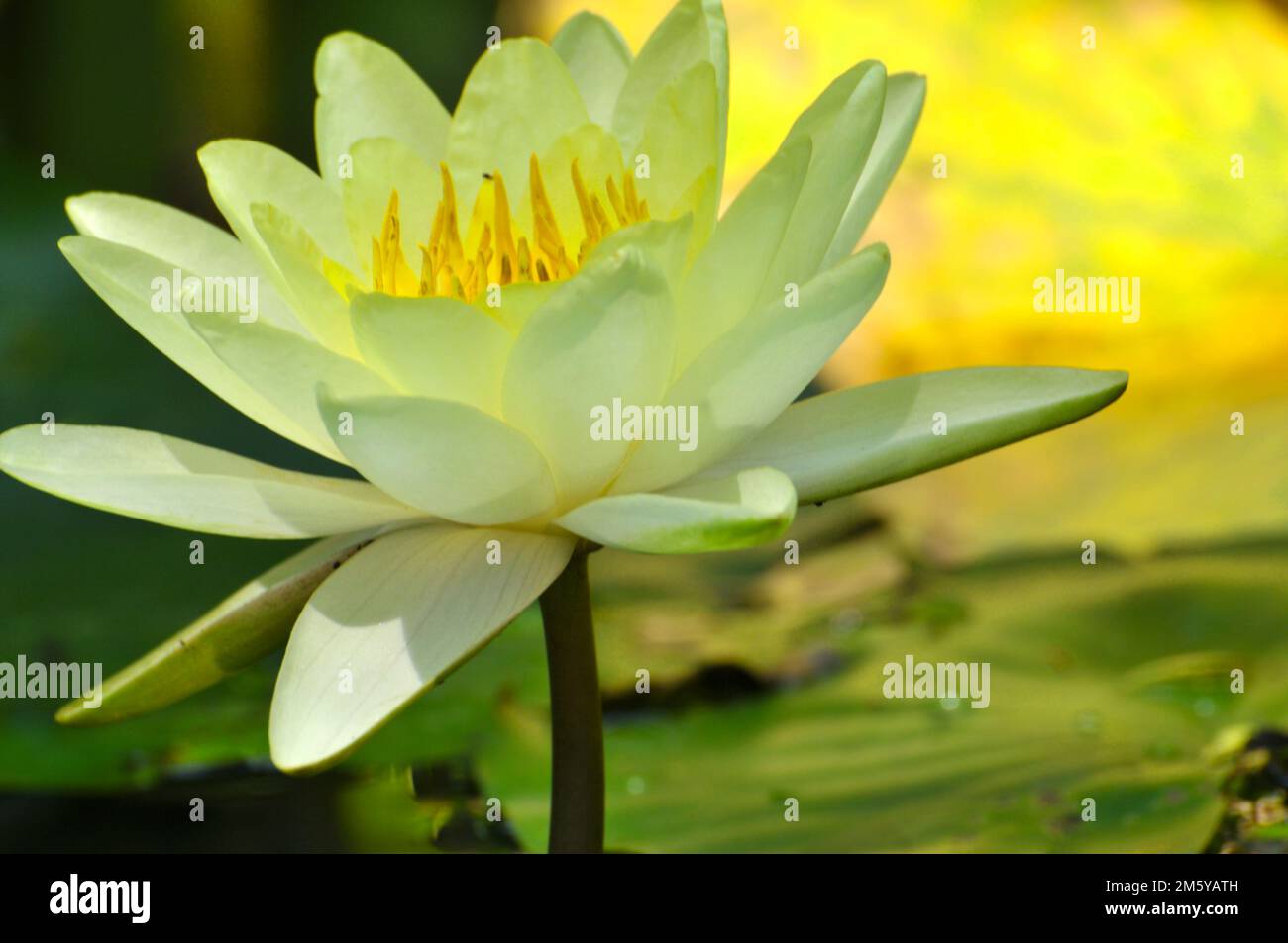 Blossoming lotus flowers Stock Photo - Alamy