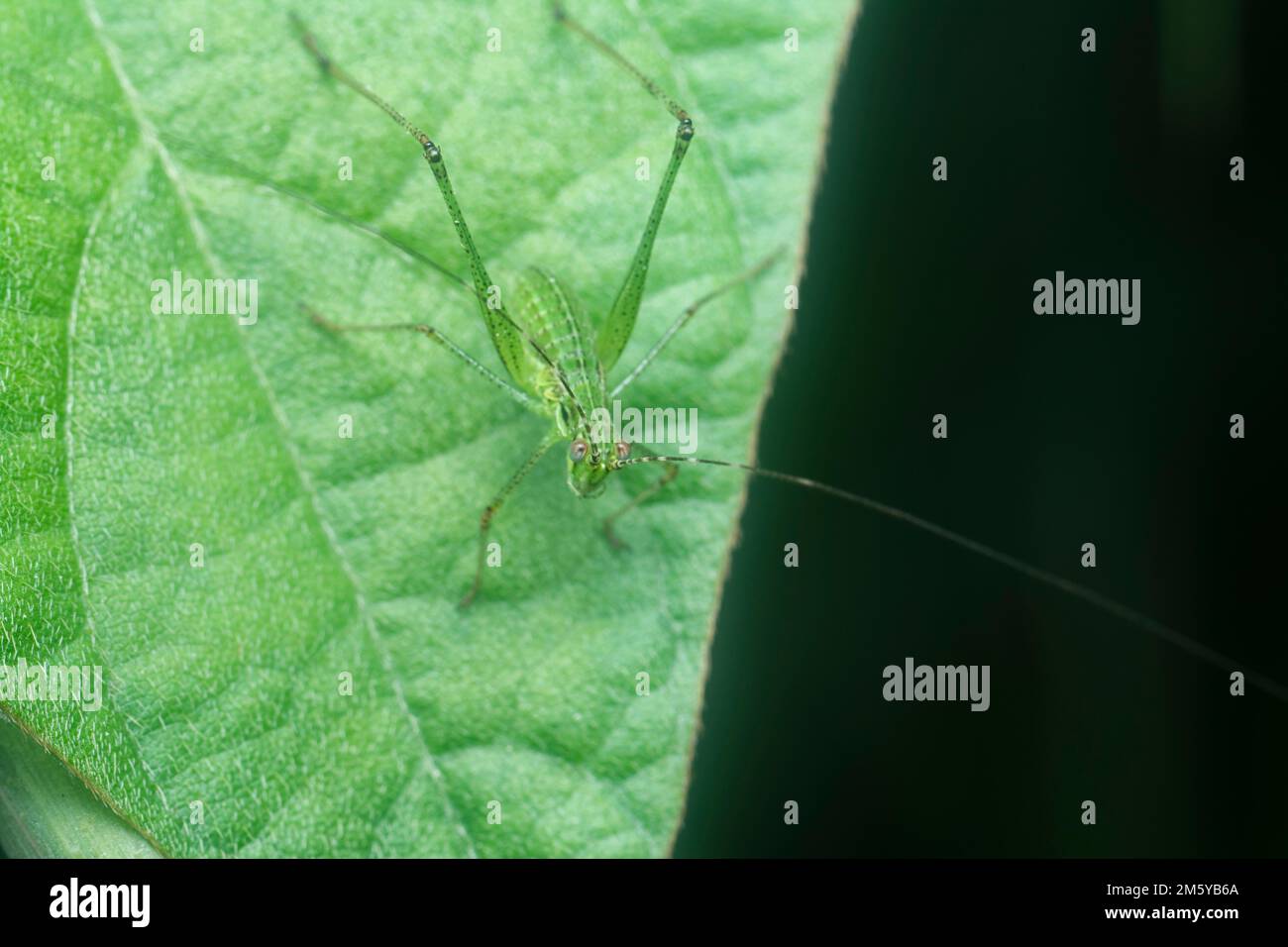 close shot of the striped bush cricket Stock Photo - Alamy