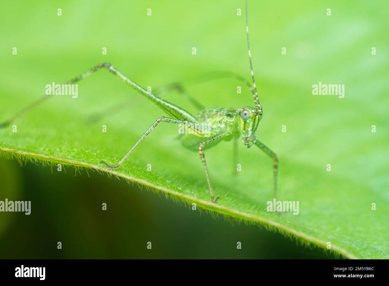 close shot of the striped bush cricket Stock Photo - Alamy
