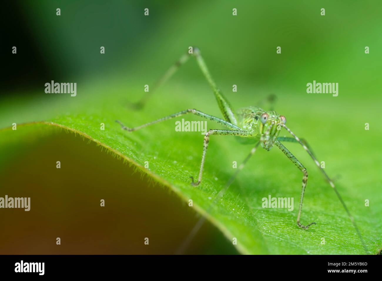 Nymph field cricket hi-res stock photography and images - Alamy