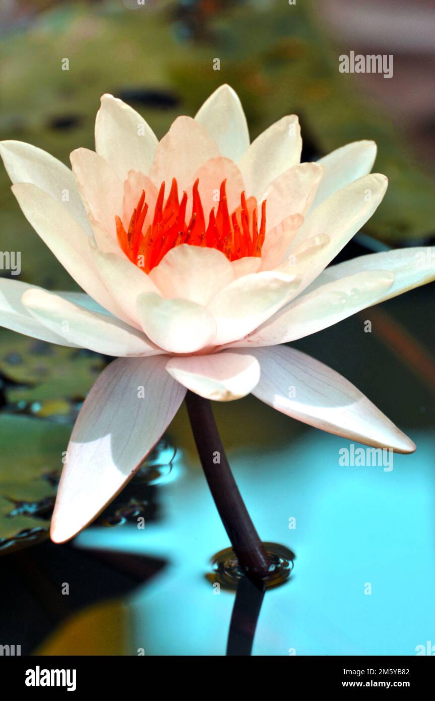Blossoming lotus flowers Stock Photo - Alamy