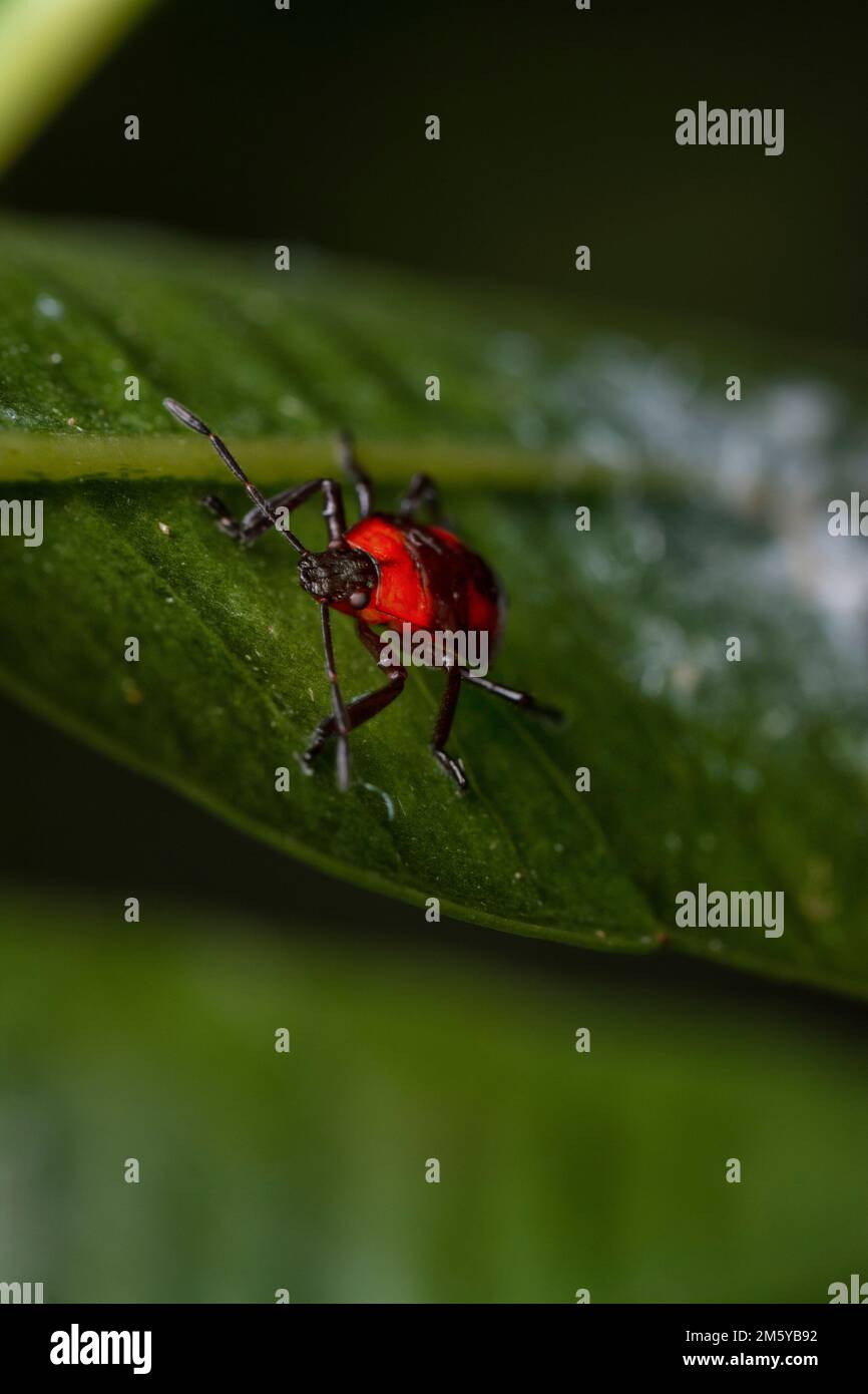 close up of the tiny red eocanthecona furcellata nymphs Stock Photo - Alamy