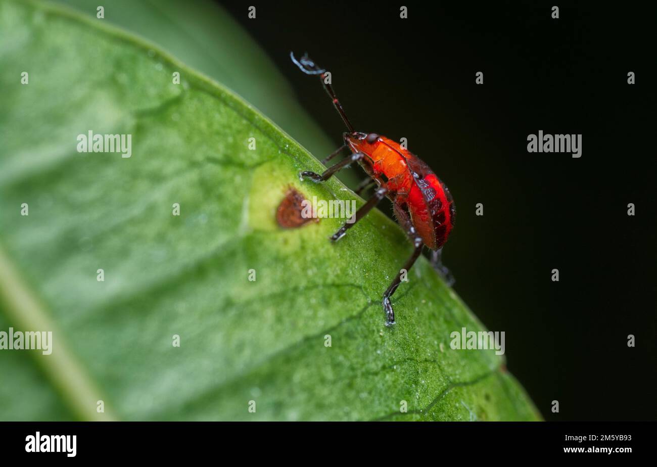 close up of the tiny red eocanthecona furcellata nymphs Stock Photo - Alamy