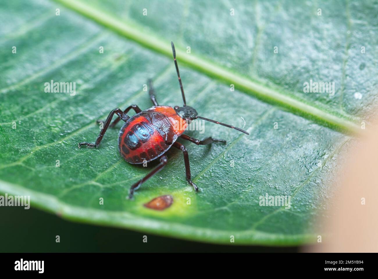 close up of the tiny red eocanthecona furcellata nymphs Stock Photo - Alamy