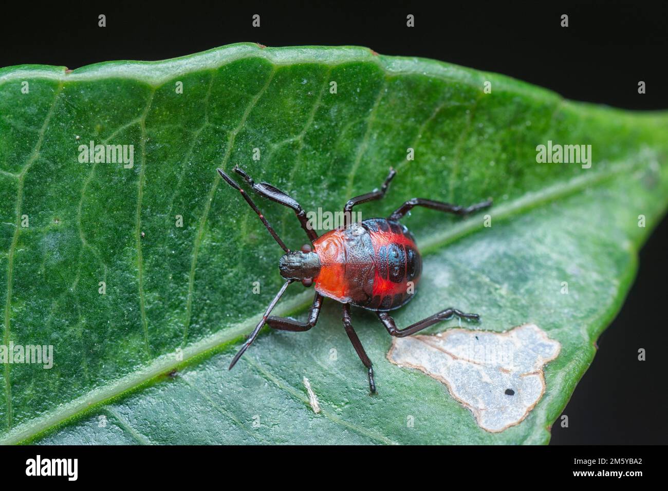 close up of the tiny red eocanthecona furcellata nymphs Stock Photo - Alamy
