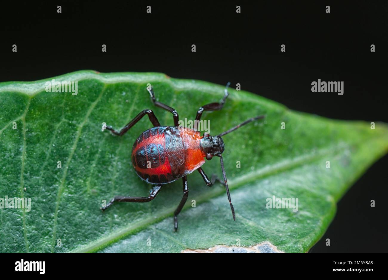 close up of the tiny red eocanthecona furcellata nymphs Stock Photo - Alamy