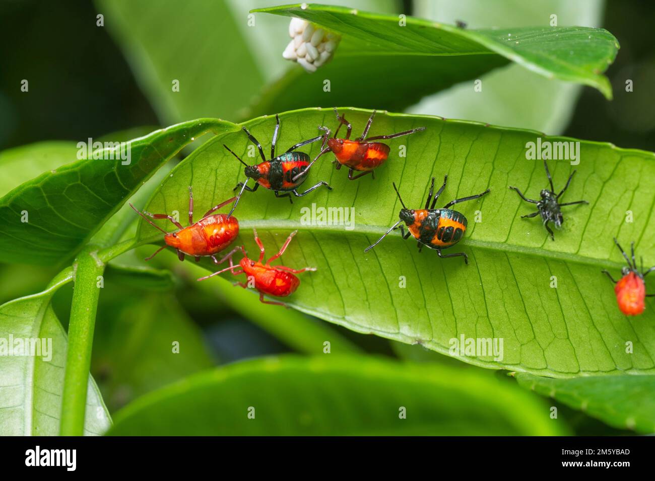 close up of the tiny red eocanthecona furcellata nymphs Stock Photo - Alamy