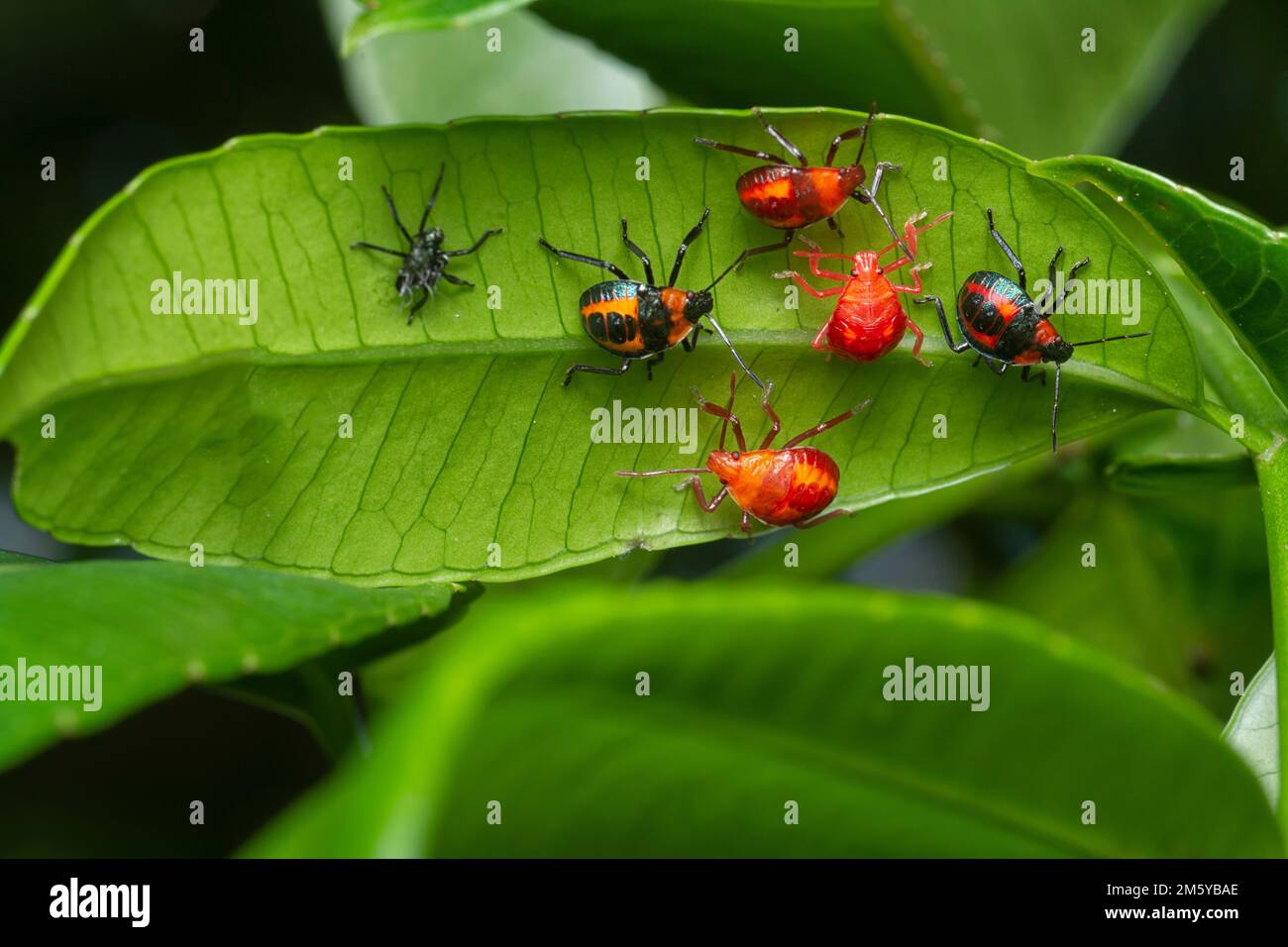 close up of the tiny red eocanthecona furcellata nymphs Stock Photo - Alamy