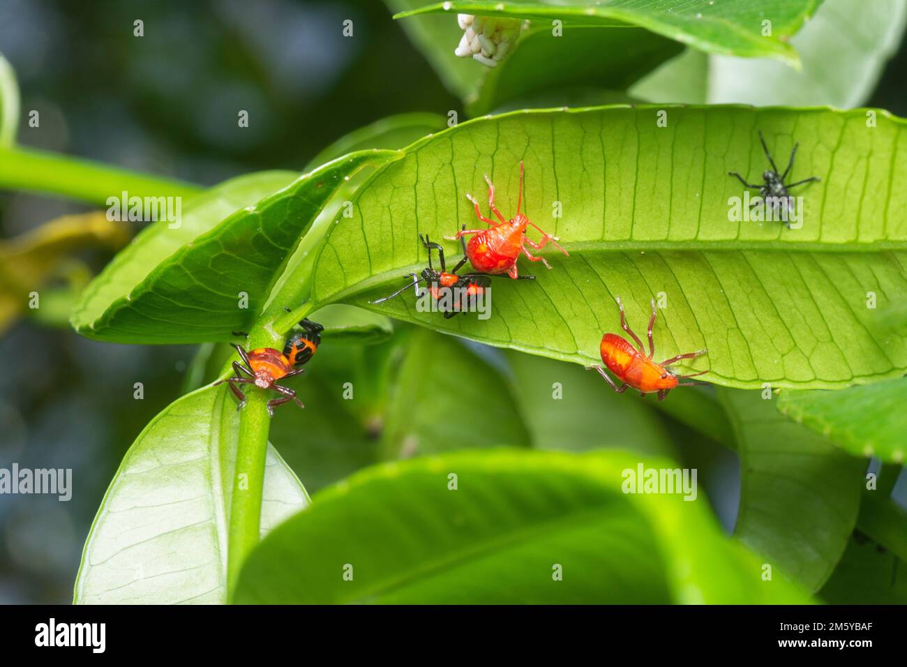 close up of the tiny red eocanthecona furcellata nymphs Stock Photo - Alamy