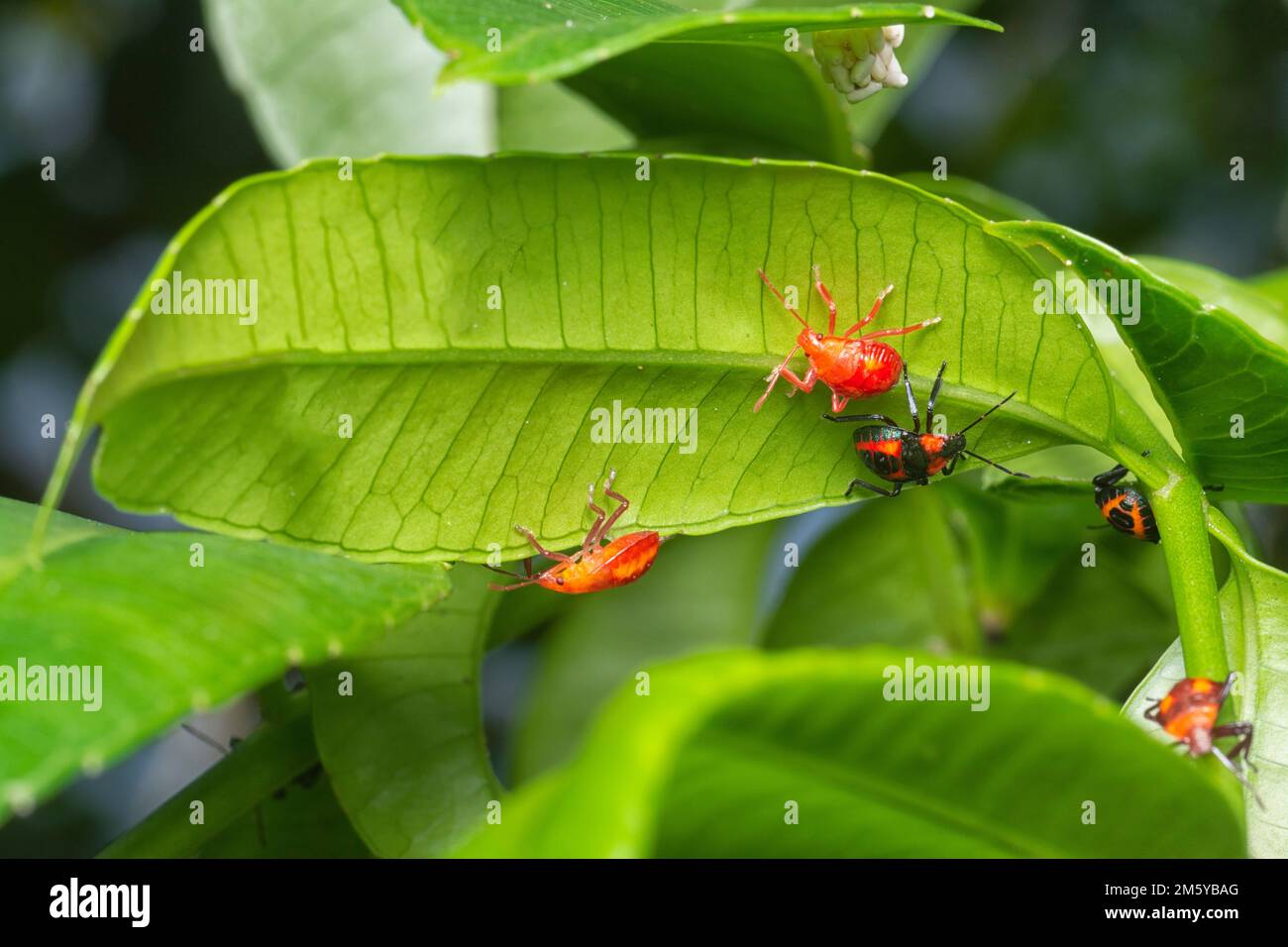 close up of the tiny red eocanthecona furcellata nymphs Stock Photo - Alamy