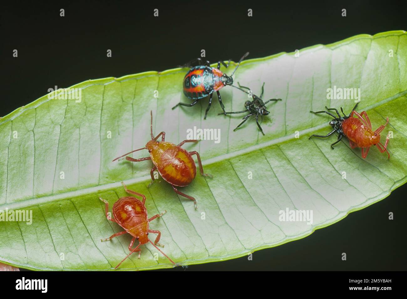 close up of the tiny red eocanthecona furcellata nymphs Stock Photo - Alamy