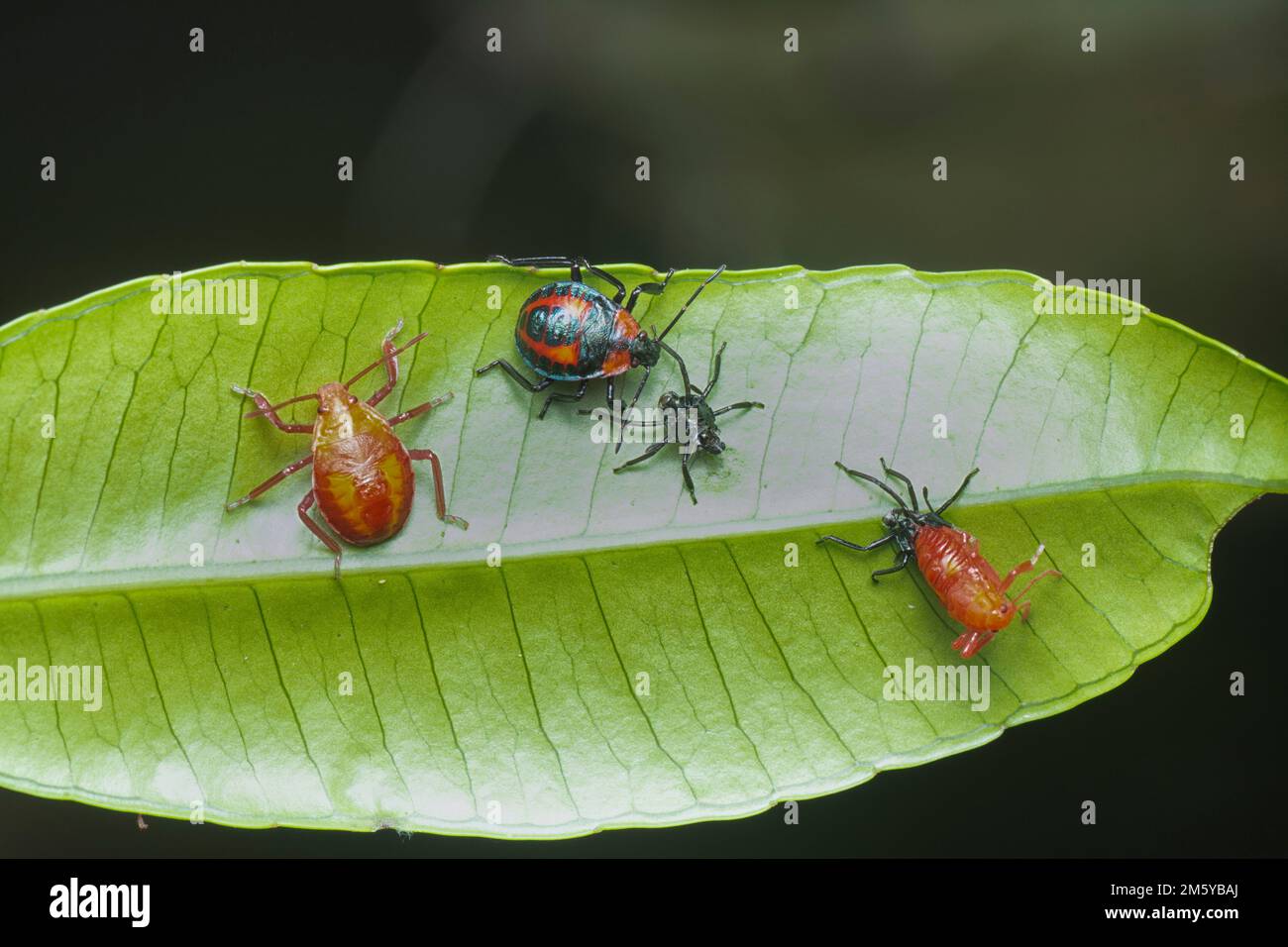 close up of the tiny red eocanthecona furcellata nymphs Stock Photo - Alamy