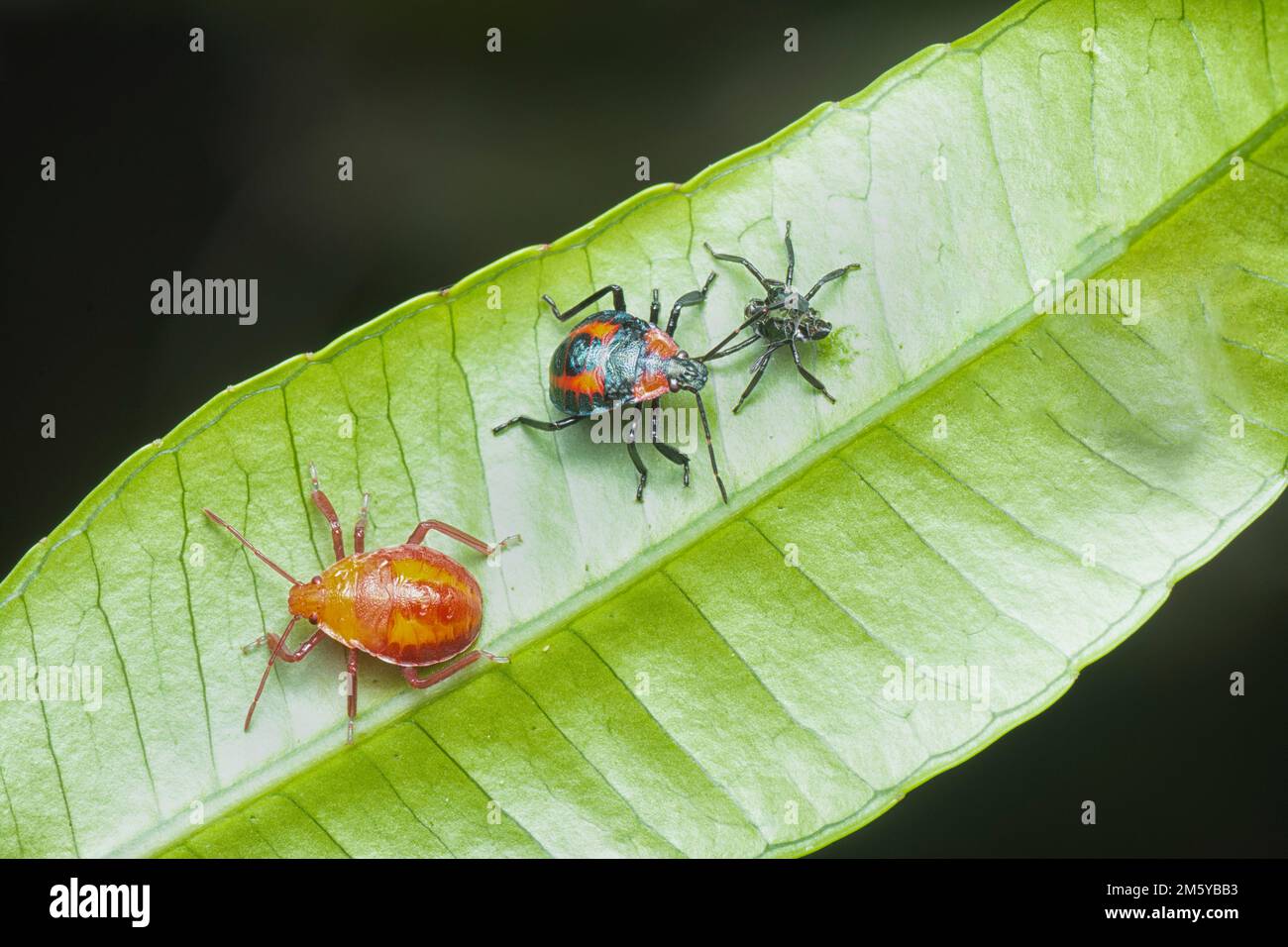 close up of the tiny red eocanthecona furcellata nymphs Stock Photo - Alamy