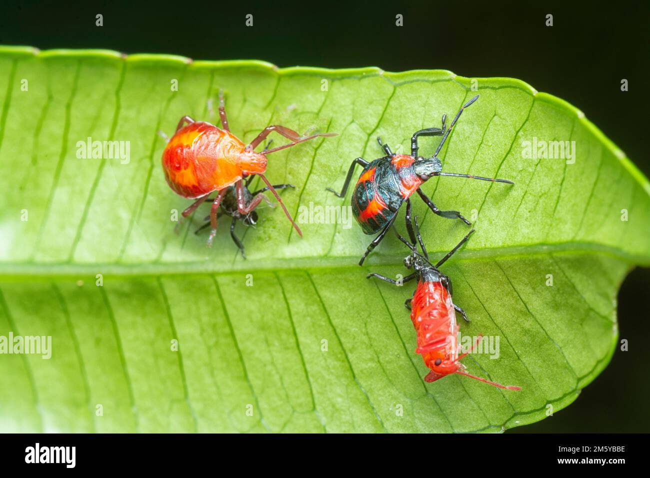 close up of the tiny red eocanthecona furcellata nymphs Stock Photo - Alamy
