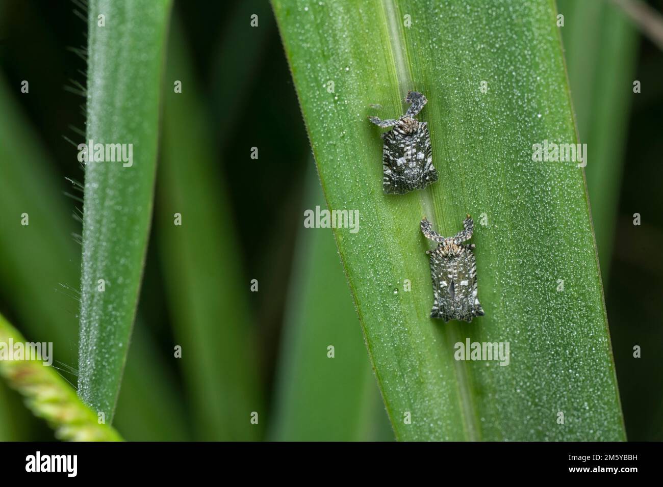 close up of the tiny Lophopid Planthopper Stock Photo - Alamy