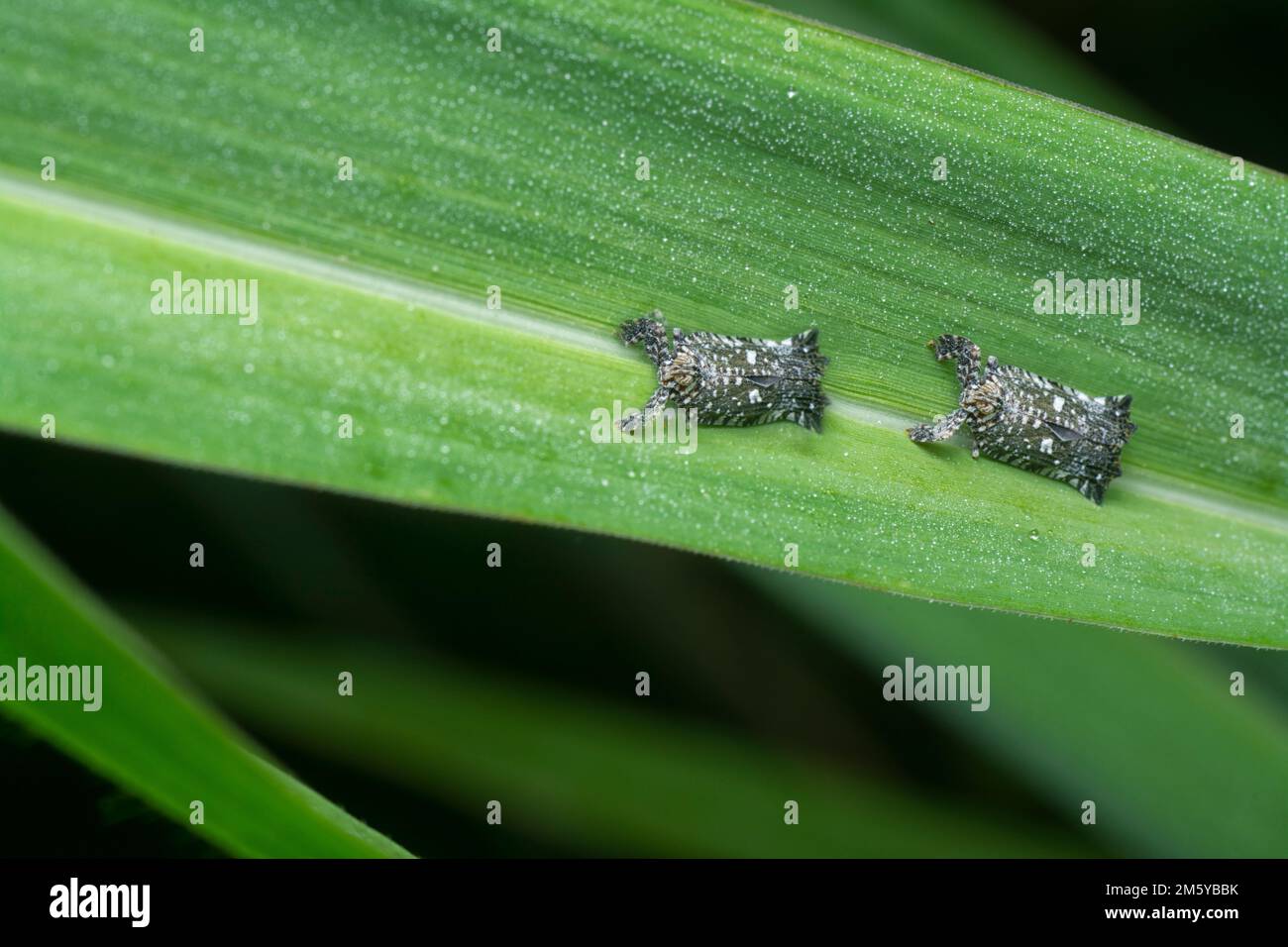 close up of the tiny Lophopid Planthopper Stock Photo - Alamy