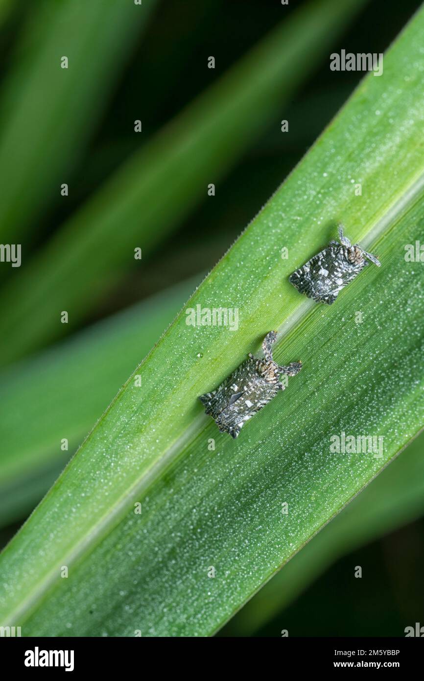 close up of the tiny Lophopid Planthopper Stock Photo - Alamy