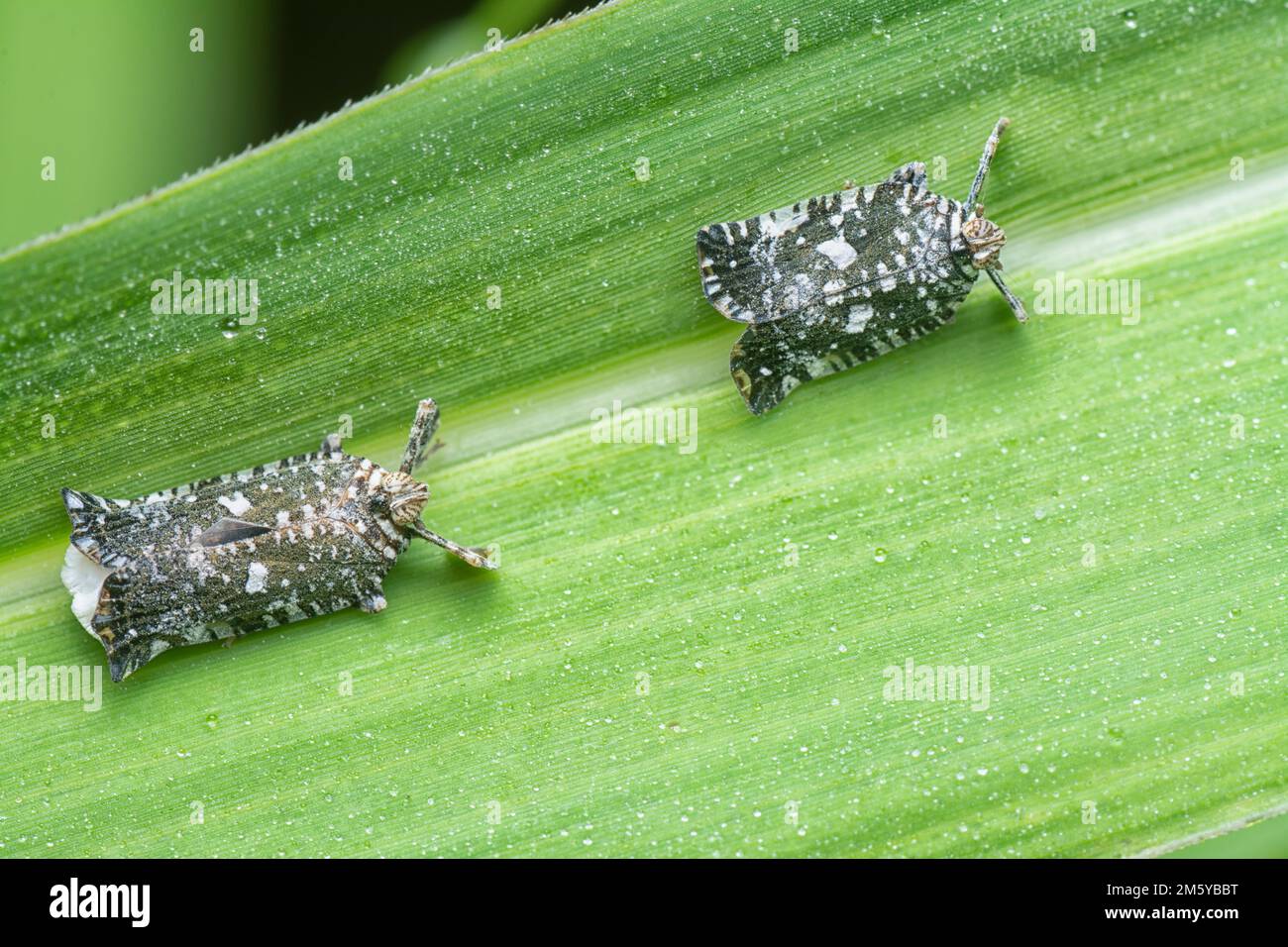 close up of the tiny Lophopid Planthopper Stock Photo - Alamy
