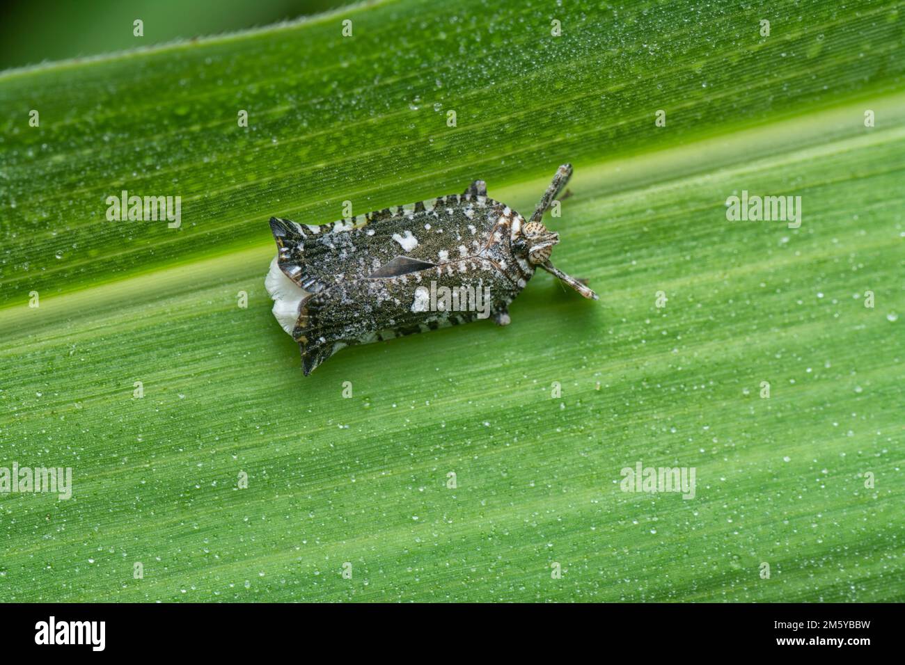 close up of the tiny Lophopid Planthopper Stock Photo - Alamy