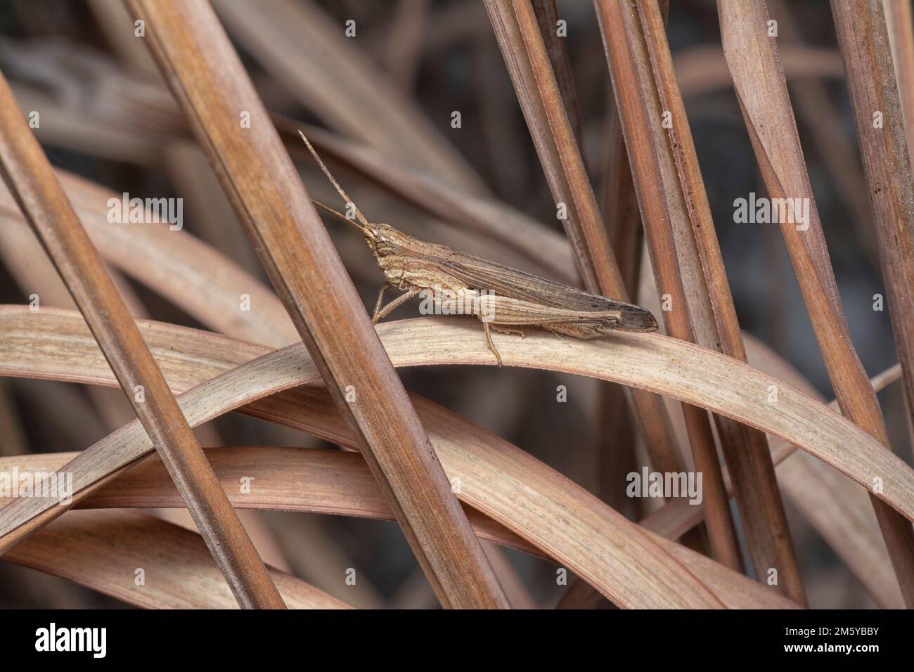 close shot of the gray silent slant-faced phlaeoba grasshopper Stock ...