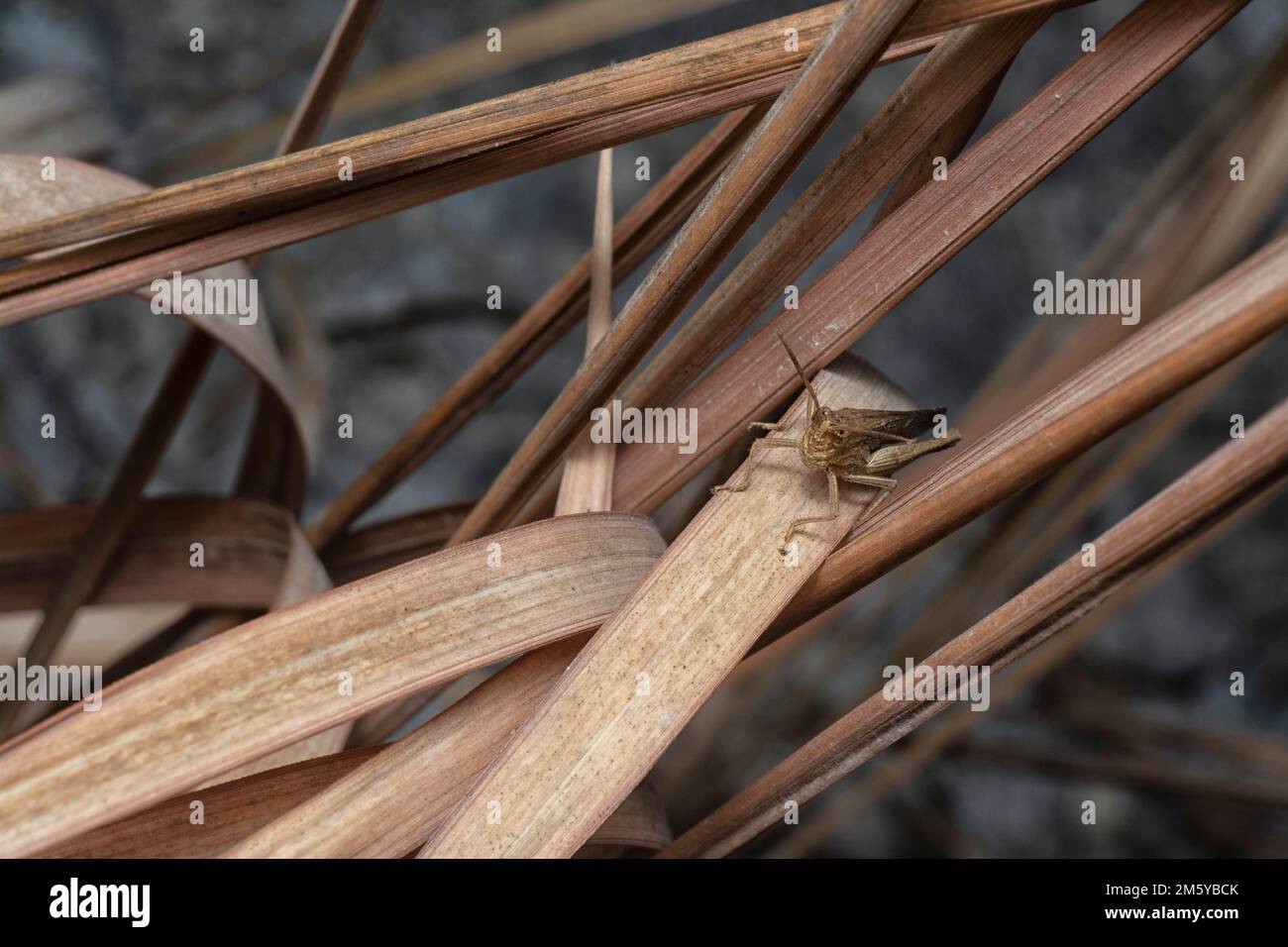 close shot of the gray silent slant-faced phlaeoba grasshopper Stock ...