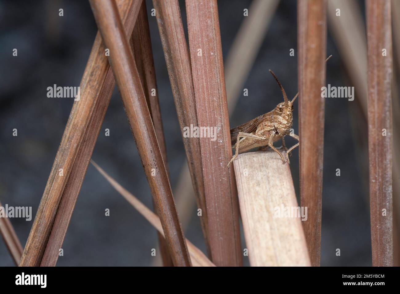 close shot of the gray silent slant-faced phlaeoba grasshopper Stock ...