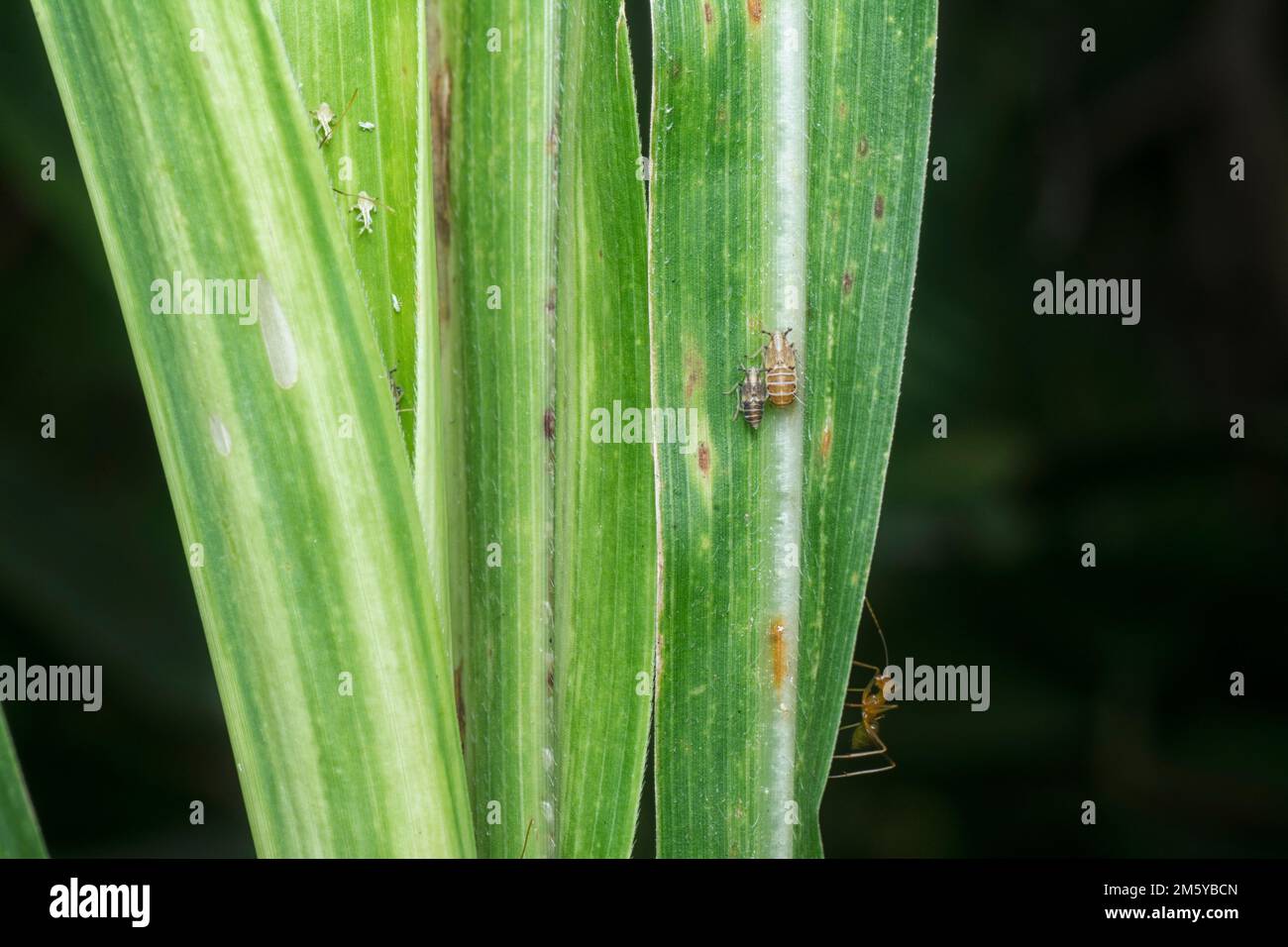 close up of the tiny Lophopid Planthopper Stock Photo - Alamy