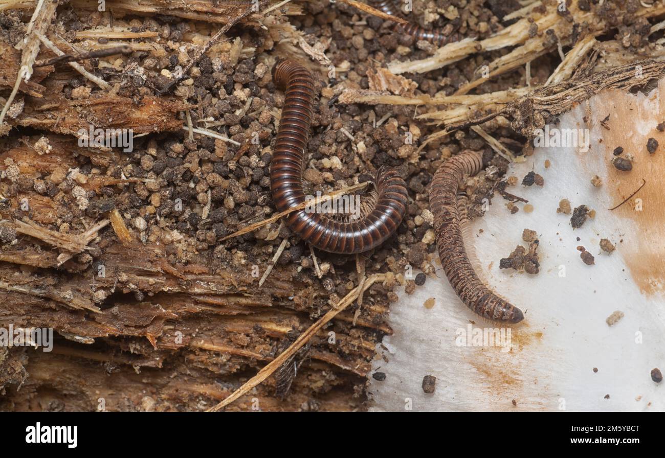 Millipede coil hi-res stock photography and images - Alamy