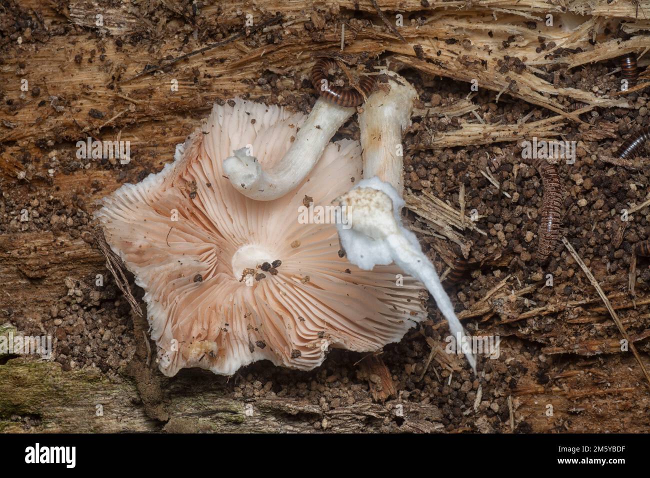 Millipede coil hi-res stock photography and images - Alamy