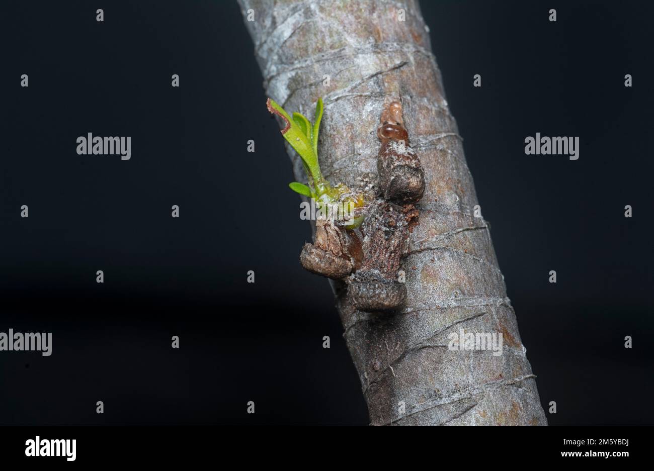 Parasitic evergreen shrub hi-res stock photography and images - Alamy