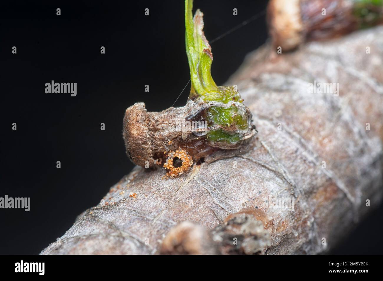 close shot of the parasitic viscum album Stock Photo - Alamy