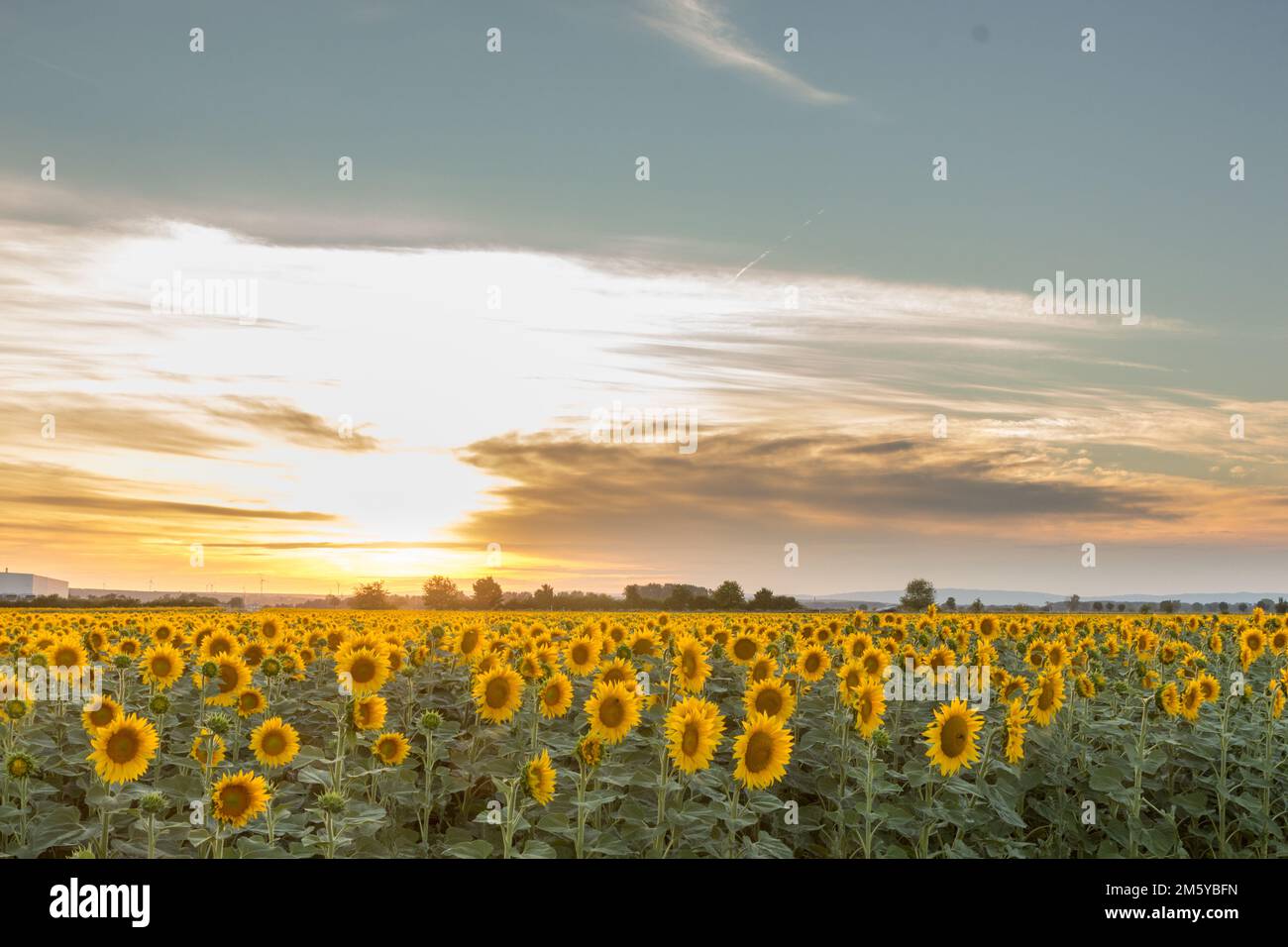 Sunflower field in the sunset Stock Photo - Alamy