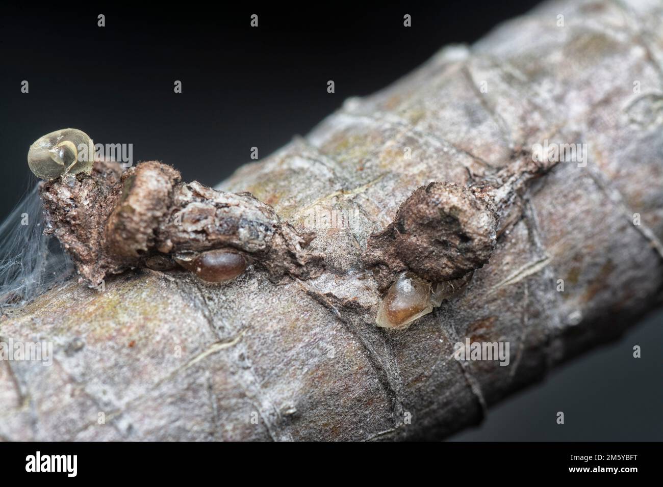 close shot of the parasitic viscum album Stock Photo - Alamy