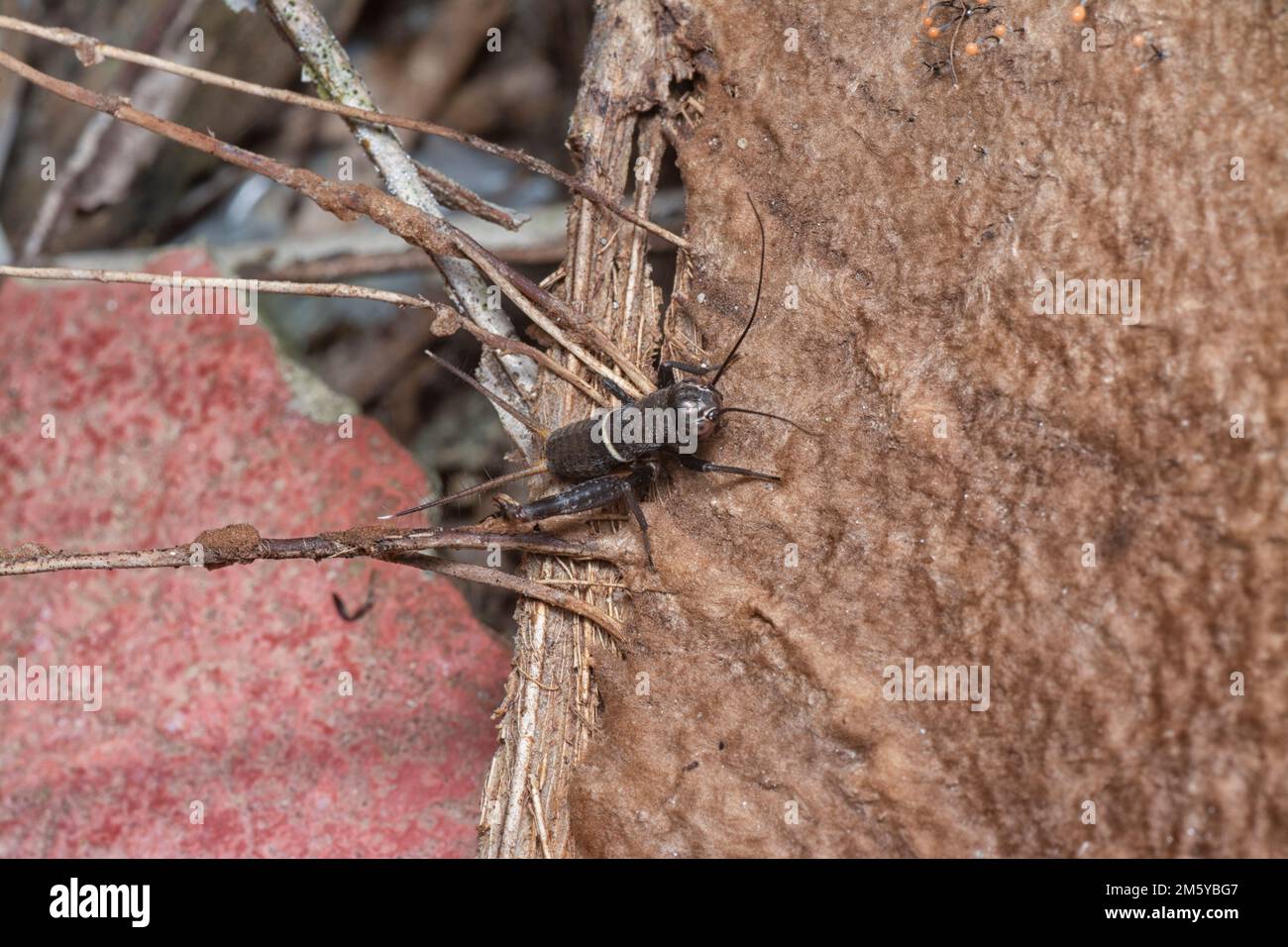 close up of the teleogryllus mitratus cricket Stock Photo - Alamy