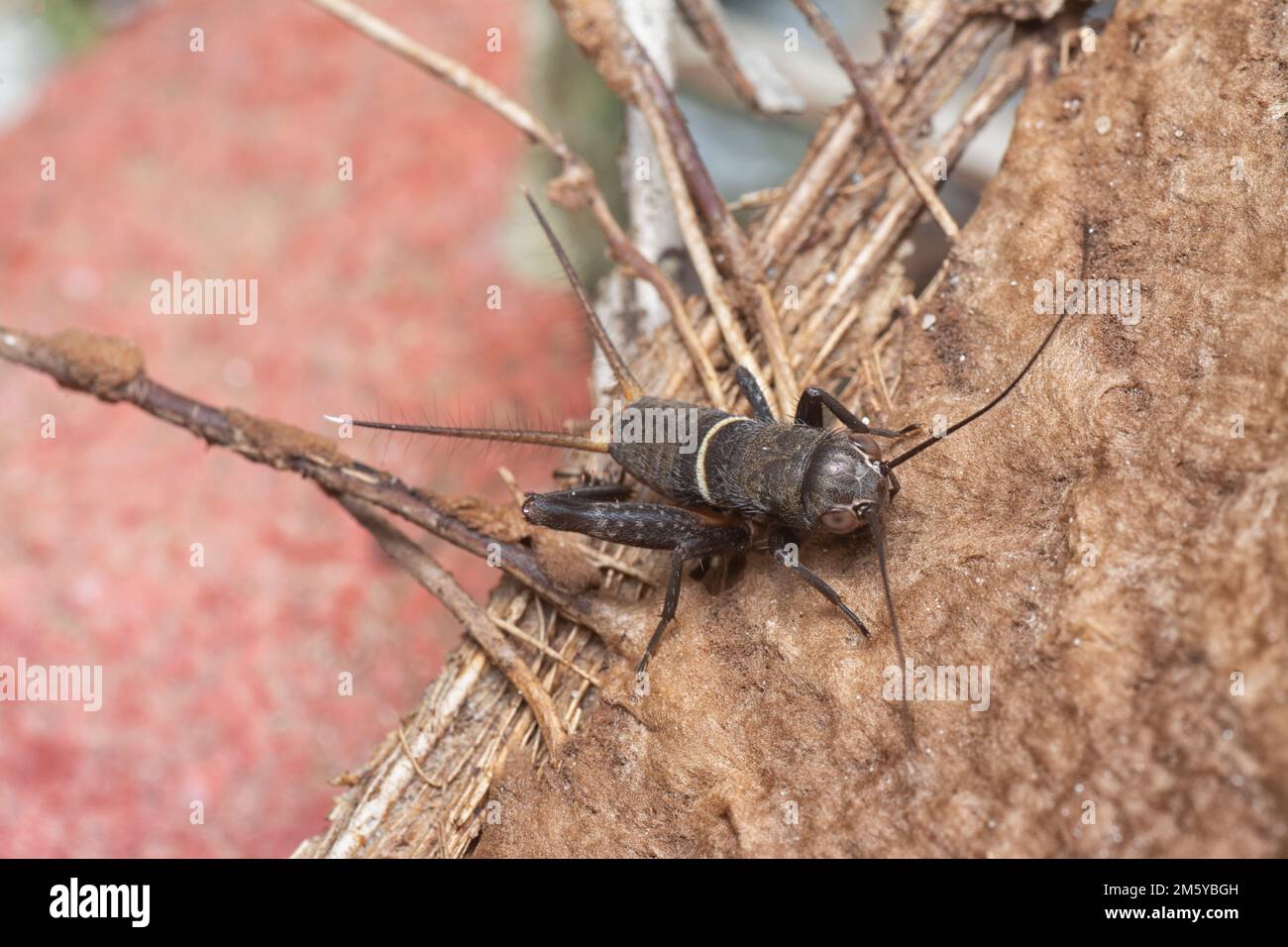 Teleogryllus mitratus hi-res stock photography and images - Alamy