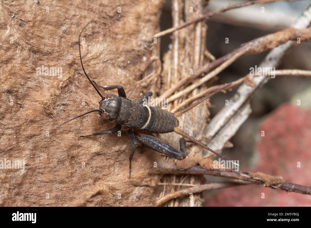 Teleogryllus hi-res stock photography and images - Alamy