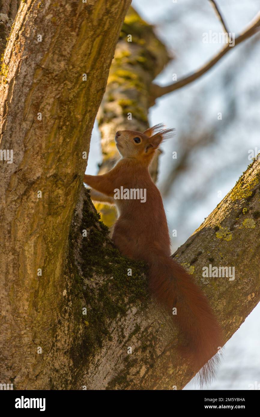 Red squirrel on a tree Stock Photo - Alamy
