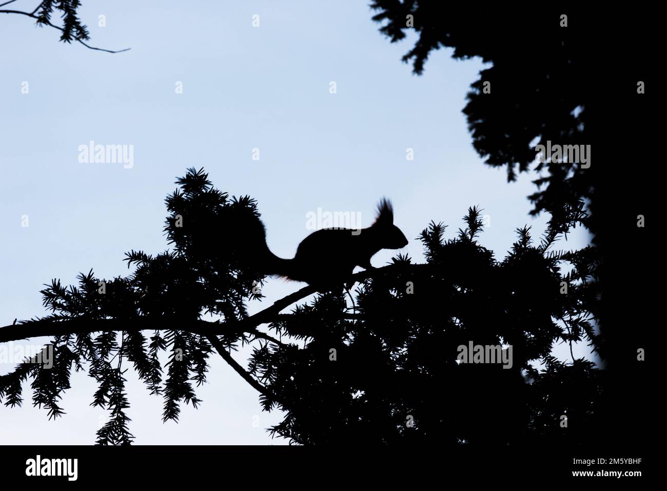 Squirrel silhouette hi-res stock photography and images - Alamy
