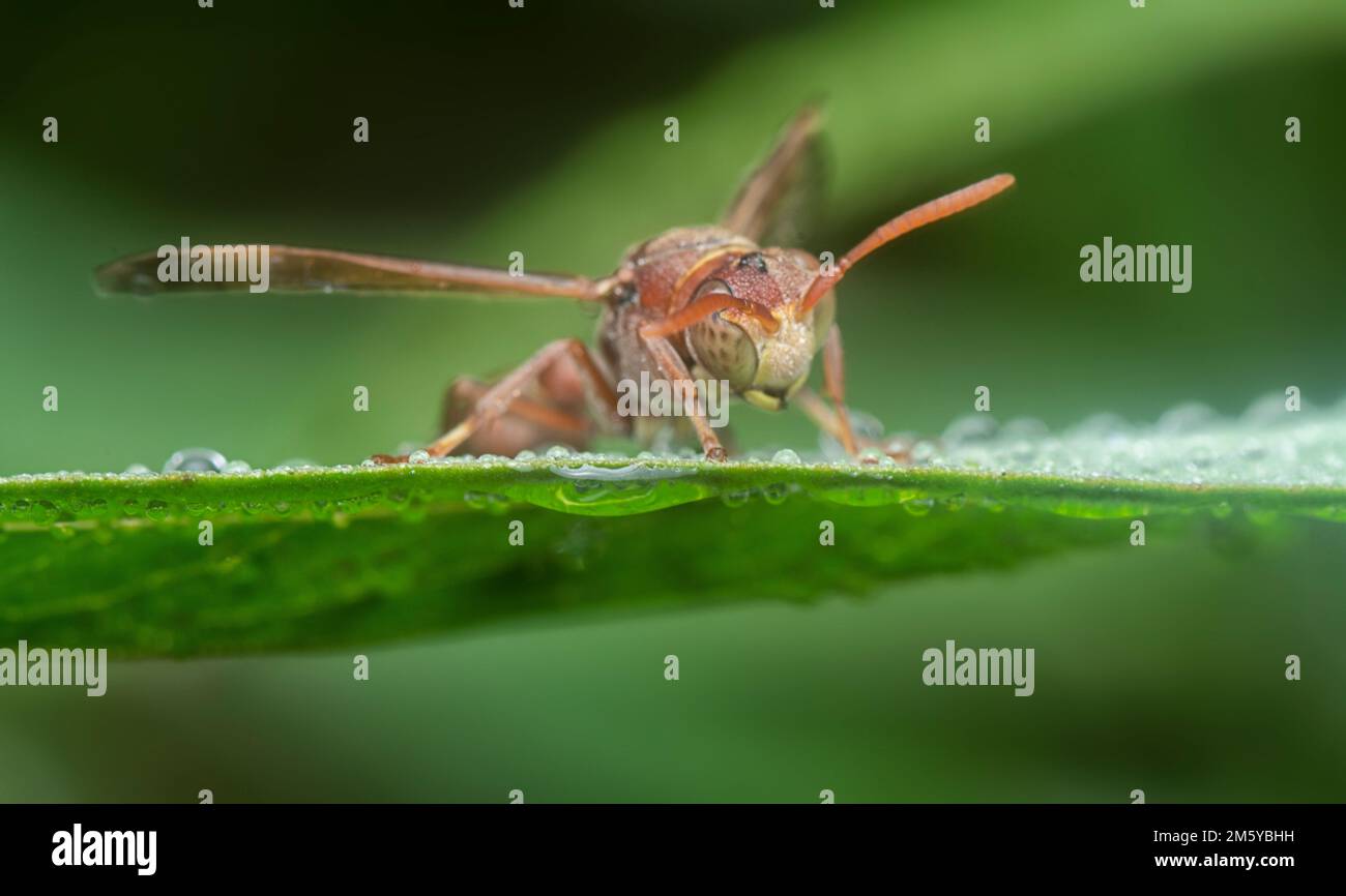 Paper wasp polistinae nest hi-res stock photography and images - Alamy
