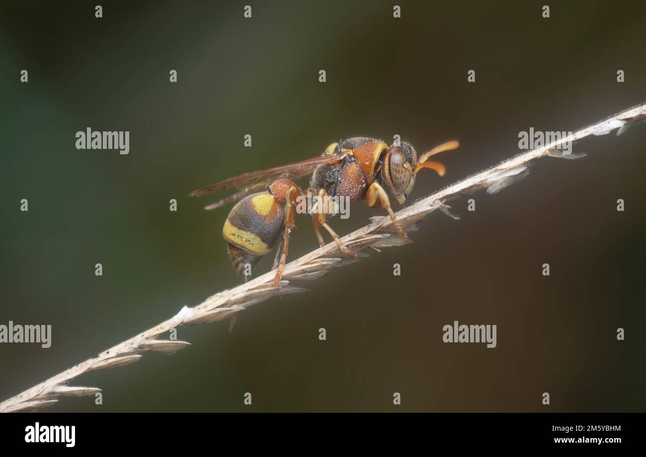 close up shot of paper wasp bee Stock Photo - Alamy