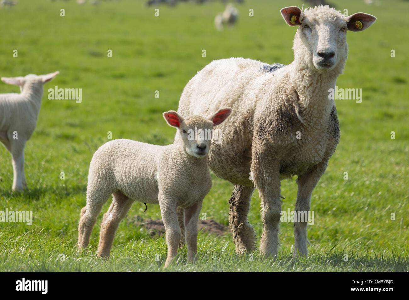 Male lamb and his mother sheep on a pasture Stock Photo - Alamy