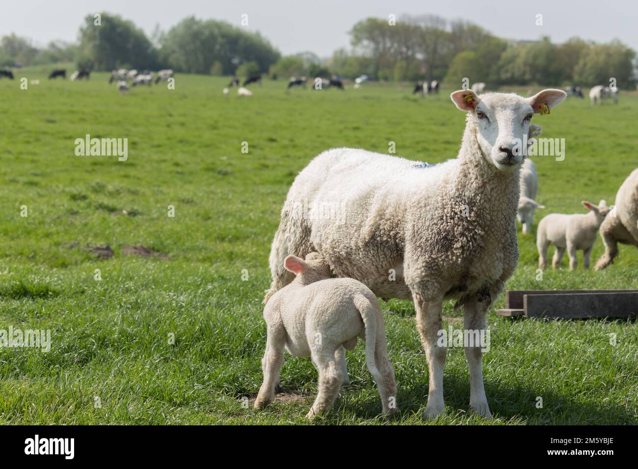 Male lamb nursing from his mother sheep on a pasture Stock Photo - Alamy