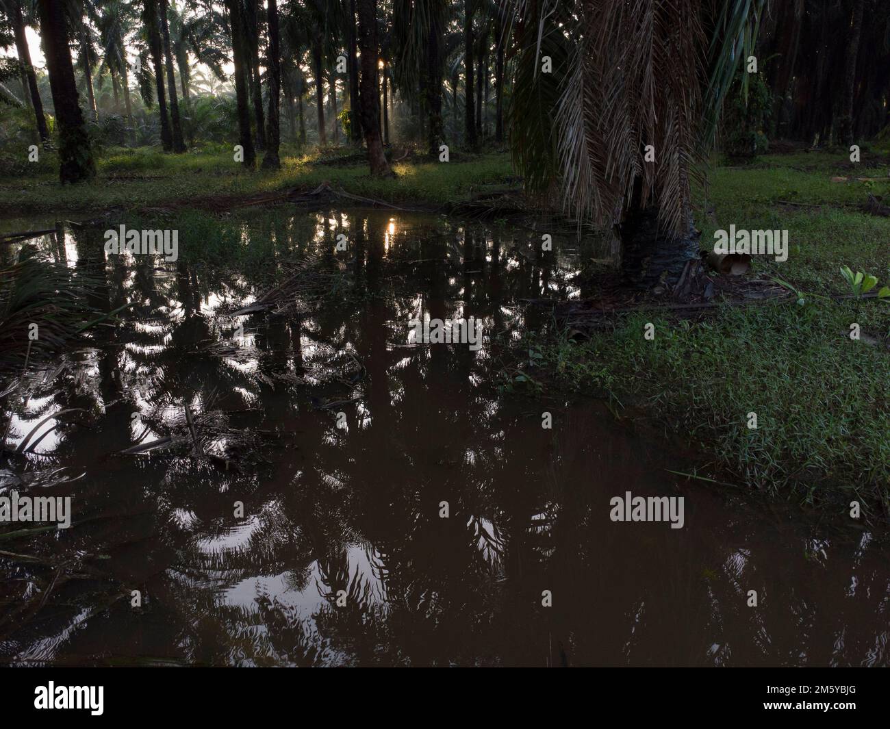 early morning scene at the oil palm plantation lake Stock Photo - Alamy