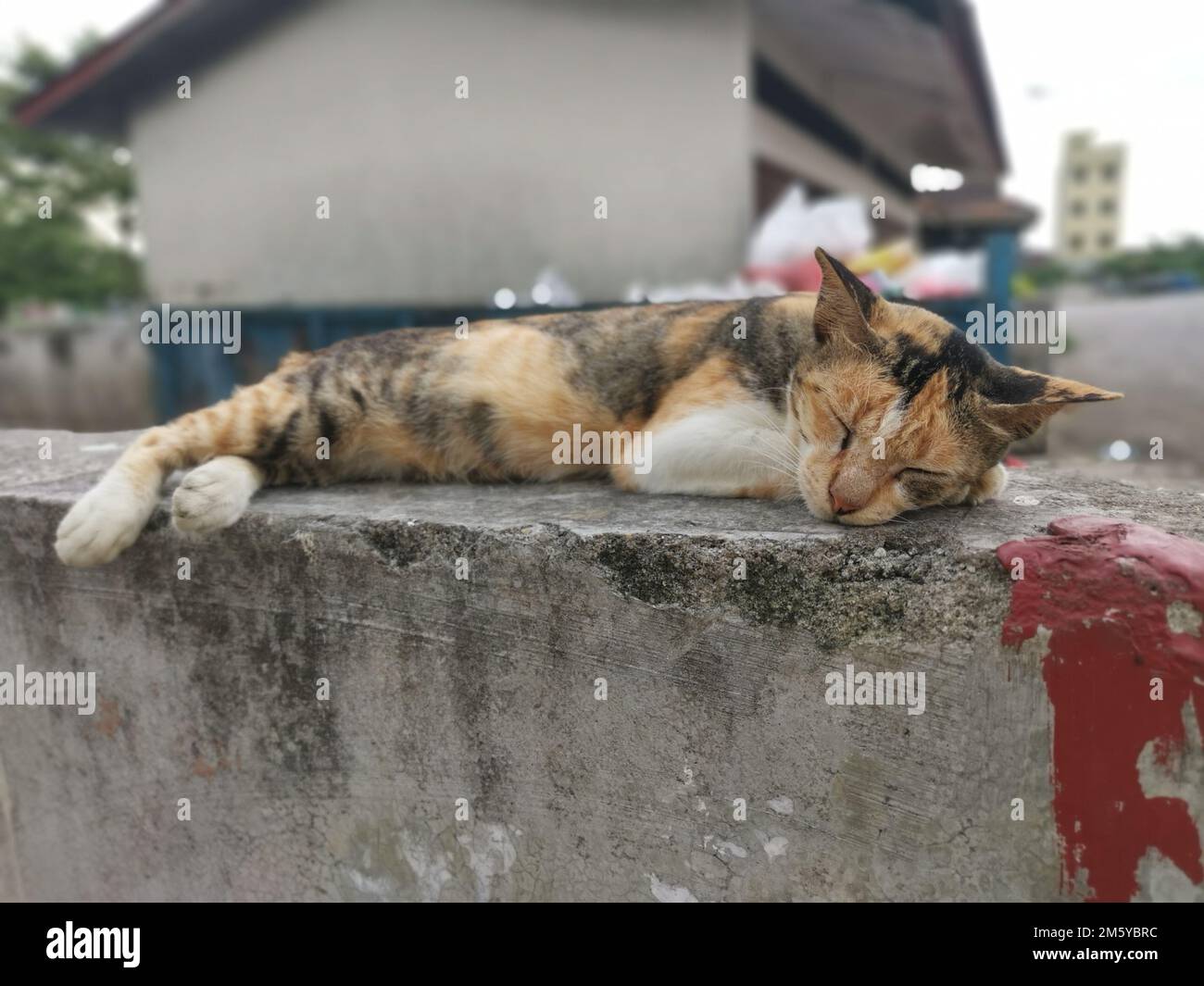 stray cat sleeping on the wall pillar at the market street Stock Photo ...