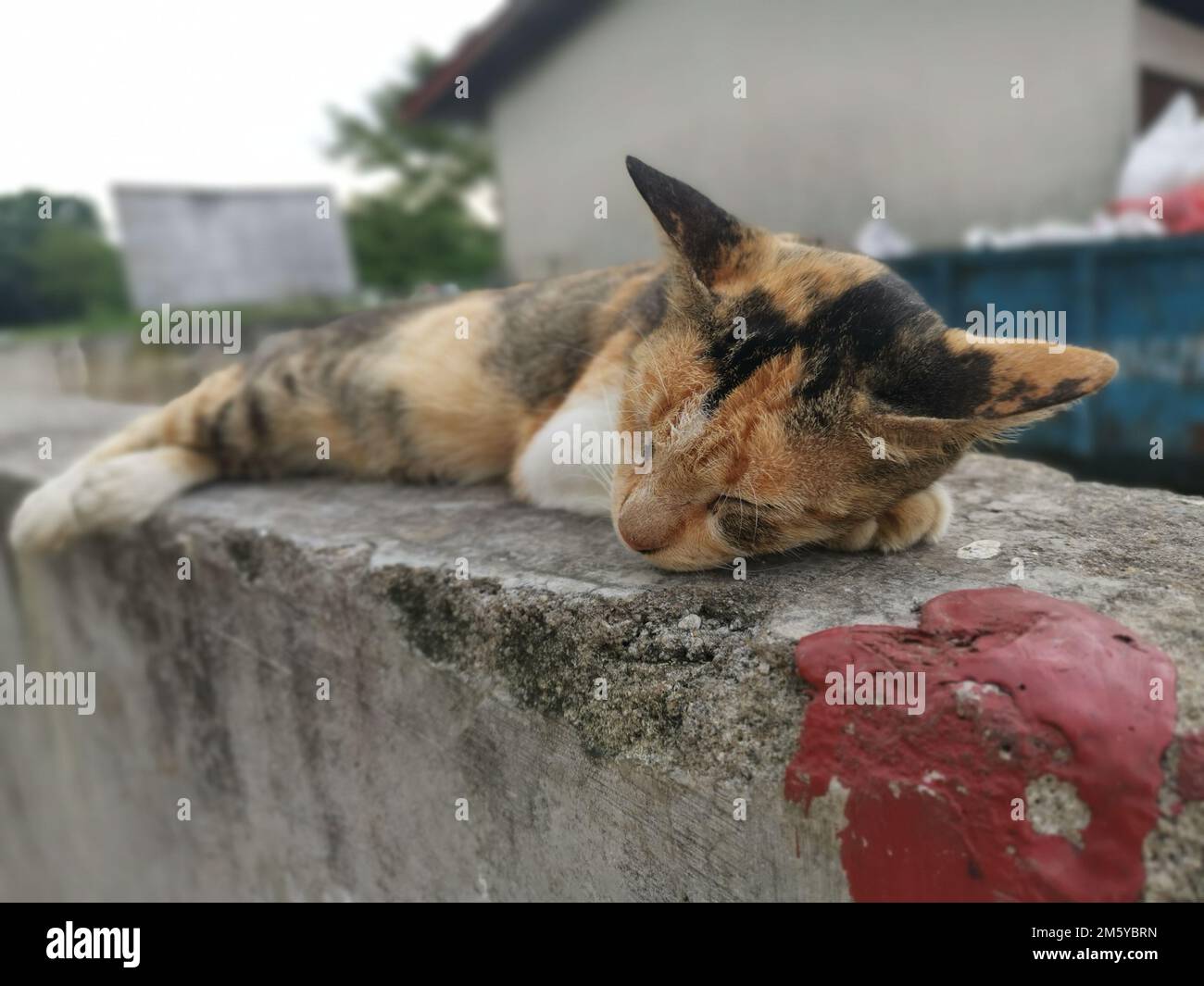 stray cat sleeping on the wall pillar at the market street Stock Photo ...