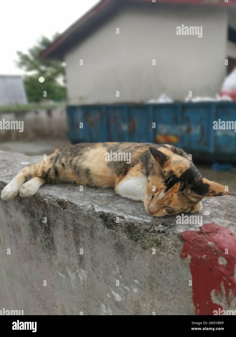stray cat sleeping on the wall pillar at the market street Stock Photo ...