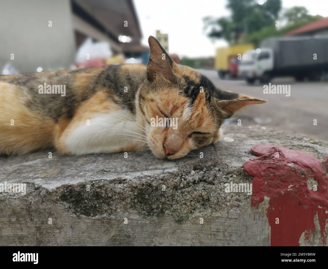 stray cat sleeping on the wall pillar at the market street Stock Photo ...