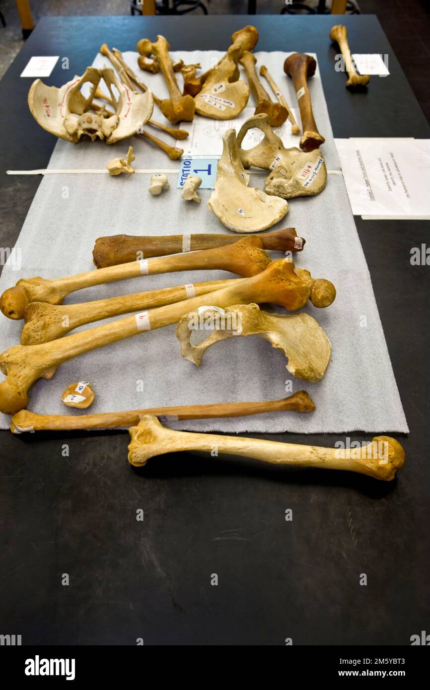 Anthro hi-res stock photography and images - Alamy