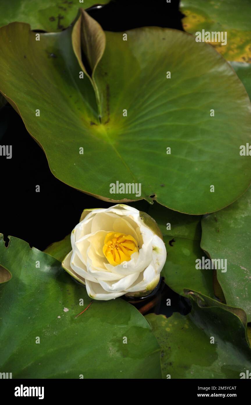 Blossoming lotus flowers Stock Photo - Alamy
