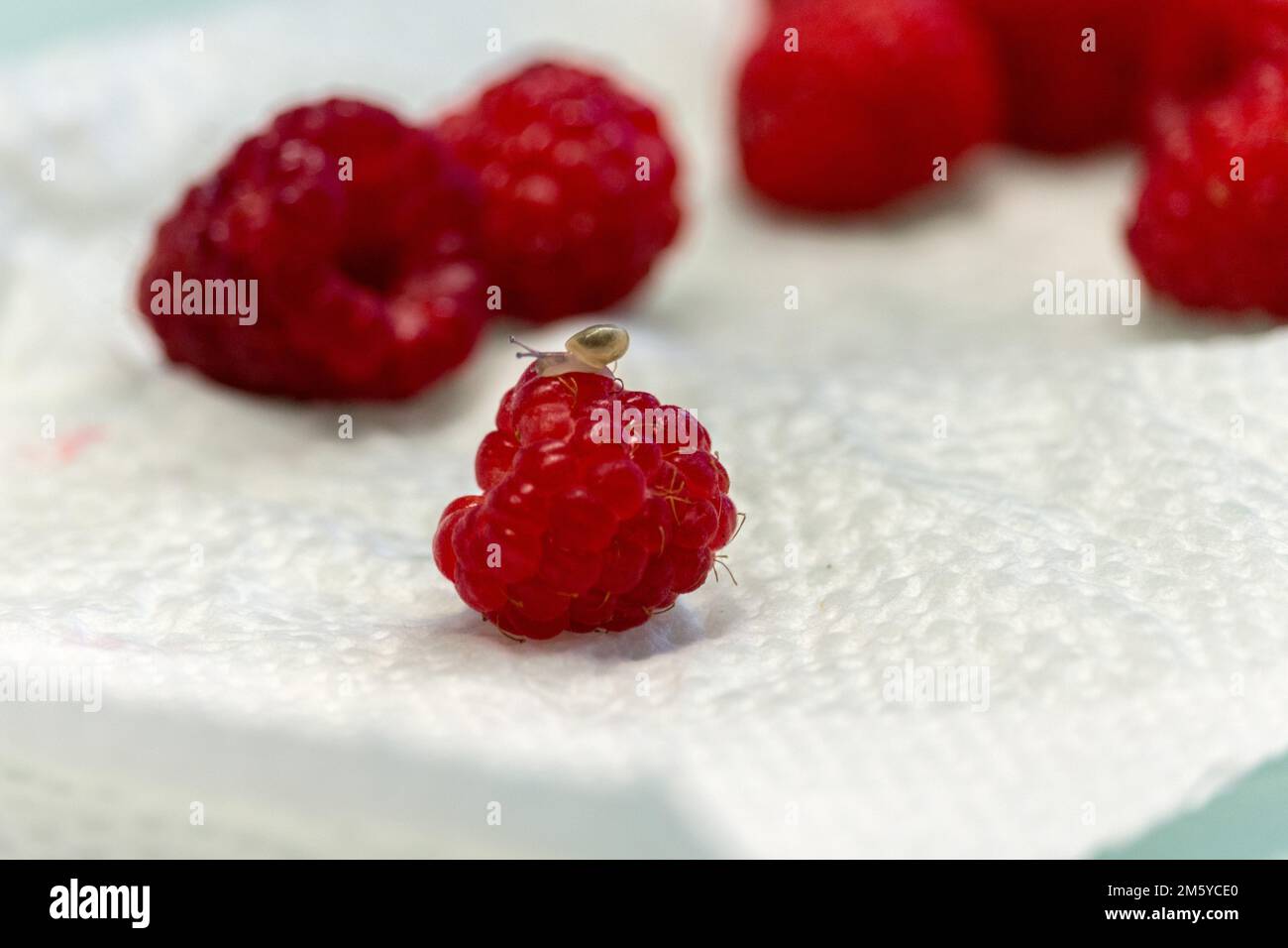 A tiny snail crawling over a raspberry Stock Photo - Alamy